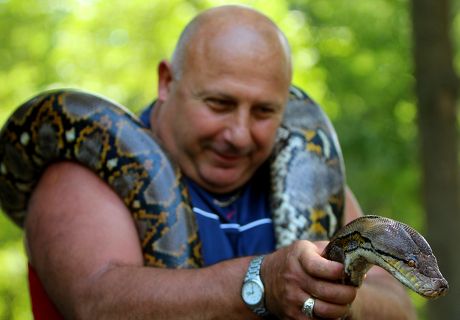 Man Holds Reticulated Python Editorial Stock Photo - Stock Image ...