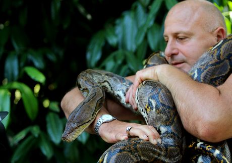 Man Holds Reticulated Python Editorial Stock Photo - Stock Image ...