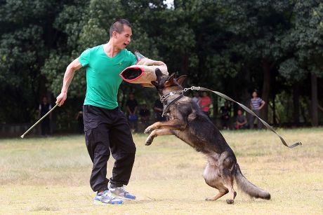 Police Dog Jumps Over Man Qualification Editorial Stock Photo - Stock ...