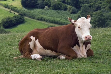 Hereford Cow Lying Down Editorial Stock Photo - Stock Image | Shutterstock