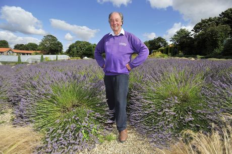 Features Nigel Goodwill Owner Yorkshire Lavender Editorial Stock Photo ...