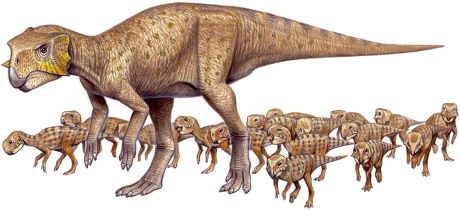 Psittacosaurus Dinosaur Skeletons Dinosaur Creche Editorial Stock Photo ...