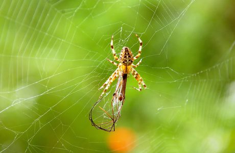 18 Corn spider Stock Pictures, Editorial Images and Stock Photos ...