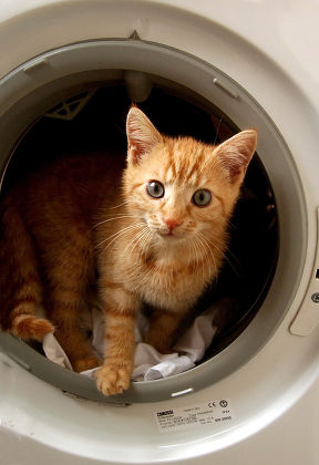 62 Cat accident Stock Pictures, Editorial Images and Stock Photos ...