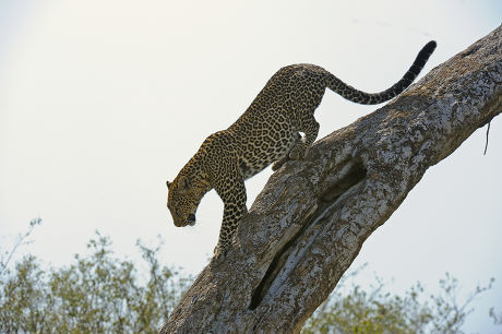 African Leopard Panthera Pardus Pardus Walking Editorial Stock Photo ...