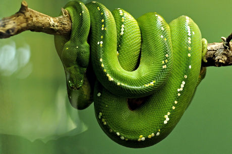 32 Chondropython Stock Pictures, Editorial Images and Stock Photos ...