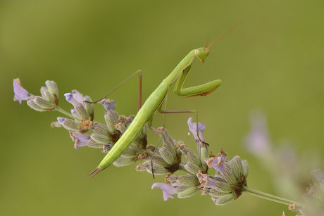 23 Common green mantis Stock Pictures, Editorial Images and Stock ...