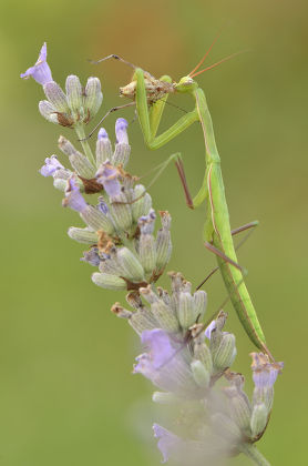 23 Common green mantis Stock Pictures, Editorial Images and Stock ...