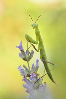 23 Common green mantis Stock Pictures, Editorial Images and Stock ...