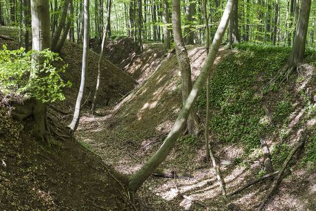 Gully Beech Forest On Etter Mountain Editorial Stock Photo - Stock ...