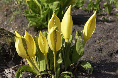 Yellow Skunk Cabbage Lysichiton Americanum Prevalent Editorial Stock ...