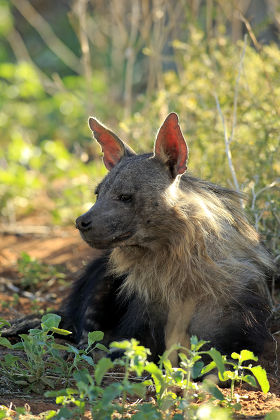 Brown Hyena Parahyaena Brunnea Hyaena Brunnea Editorial Stock Photo ...