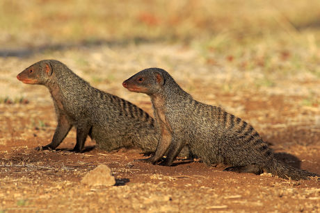 56 Banded mongooses Stock Pictures, Editorial Images and Stock Photos ...