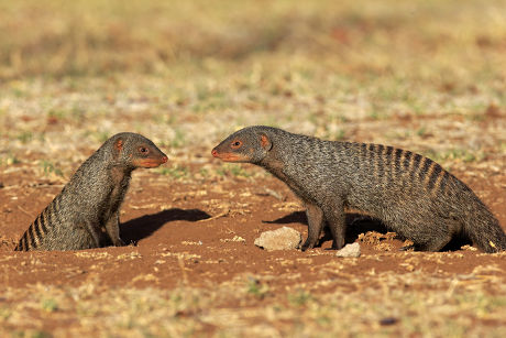 Banded Mongooses Mungos Mungo Pair Den Editorial Stock Photo - Stock ...