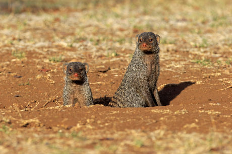 56 Banded mongooses Stock Pictures, Editorial Images and Stock Photos ...