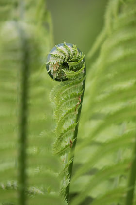 Male Fern Dryopteris Filixmas Hesse Germany Editorial Stock Photo ...