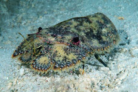 Sea Cockroach Parribacus Antarcticus Bohol Sea Editorial Stock Photo ...