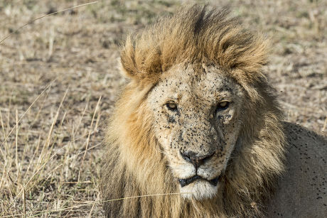 Lion Panthera Leo Male Many Flies Editorial Stock Photo - Stock Image ...