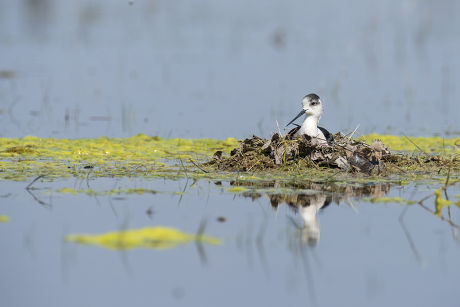 92 Common stilt Stock Pictures, Editorial Images and Stock Photos ...