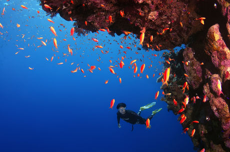 500 Wetsuit wet suit Stock Pictures, Editorial Images and Stock Photos ...
