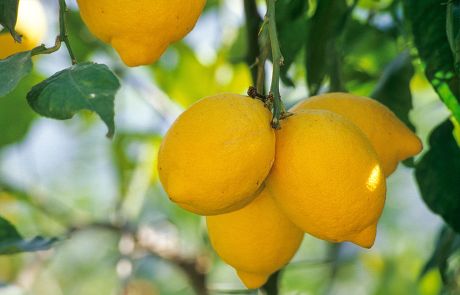 23 Lemon fruit farming Stock Pictures, Editorial Images and Stock ...
