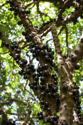 Jabuticaba Fruits Jabuticabeira Tree Brazilian Grape Editorial Stock ...