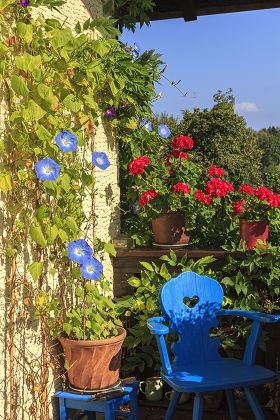 Morning Glory Ipomoea Tricolor Geranium Flowers Editorial Stock Photo ...