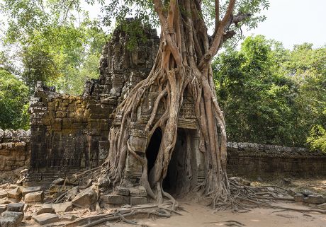 33 Som tree Stock Pictures, Editorial Images and Stock Photos ...
