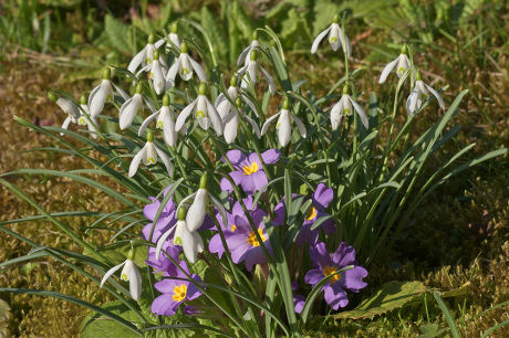 Snowdrops Galanthus Nivalis Common Primrose Primula Editorial Stock ...