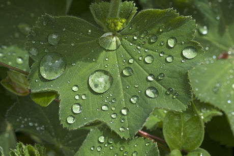 18 Hydrophobic Stock Pictures, Editorial Images and Stock Photos ...