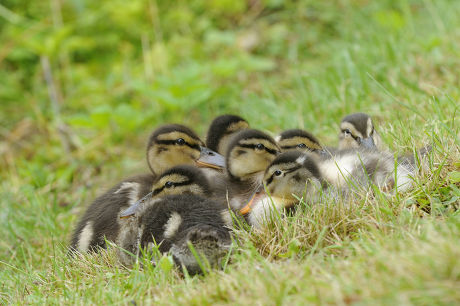 250 Cowers Stock Pictures, Editorial Images and Stock Photos | Shutterstock