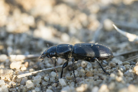 Broscus Cephalotes Broscus Cephalotes Luneburg Heath Editorial Stock ...