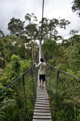 13 Jungle crossing bridge Stock Pictures, Editorial Images and Stock ...