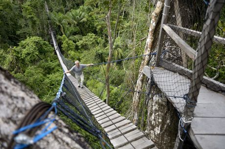 13 Jungle crossing bridge Stock Pictures, Editorial Images and Stock ...