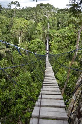 13 Jungle crossing bridge Stock Pictures, Editorial Images and Stock ...