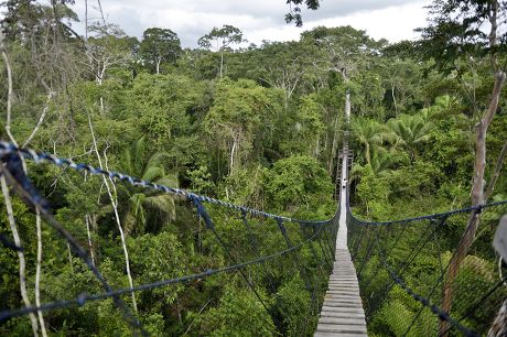 13 Jungle crossing bridge Stock Pictures, Editorial Images and Stock ...
