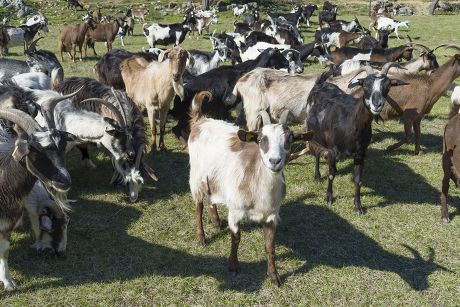 Herd Goats Pasture Curel Provencealpescote Dazur Editorial Stock Photo ...