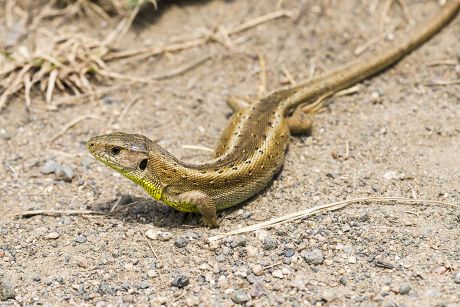 250 Agilis Stock Pictures, Editorial Images and Stock Photos | Shutterstock