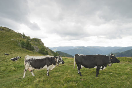 56 Bovid species Stock Pictures, Editorial Images and Stock Photos ...