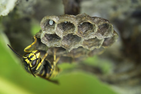 250 Common wasps Stock Pictures, Editorial Images and Stock Photos ...