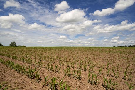 Young Maize Plants Zea Mays Field Editorial Stock Photo - Stock Image ...