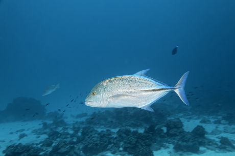7 Bluefin kingfish Stock Pictures, Editorial Images and Stock Photos ...
