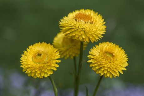 24 Golden everlasting flower Stock Pictures, Editorial Images and Stock ...