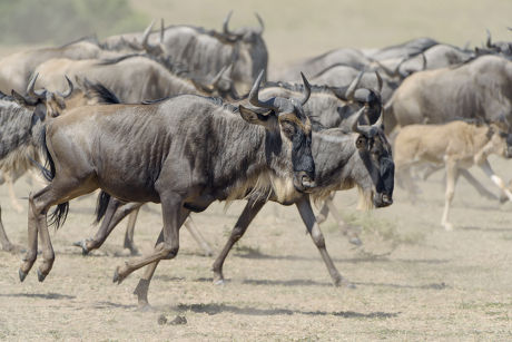 Running Blue Wildebeest Connochaetes Taurinus Gnu Editorial Stock Photo ...