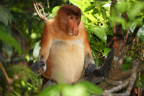 86 Bako national park Stock Pictures, Editorial Images and Stock Photos ...