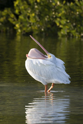 4 Wattle neck Stock Pictures, Editorial Images and Stock Photos ...