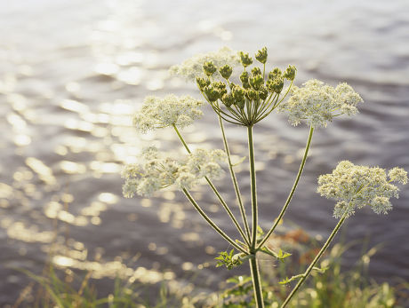 52 Yarrow water Stock Pictures, Editorial Images and Stock Photos ...