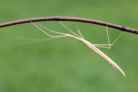 Pink Winged Stick Insect Sipyloidea Sipylus Editorial Stock Photo ...