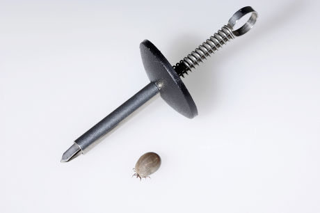 13 Sheep ticks Stock Pictures, Editorial Images and Stock Photos ...