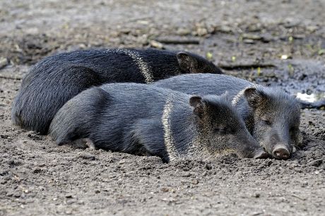 13 Skunk pig Stock Pictures, Editorial Images and Stock Photos ...